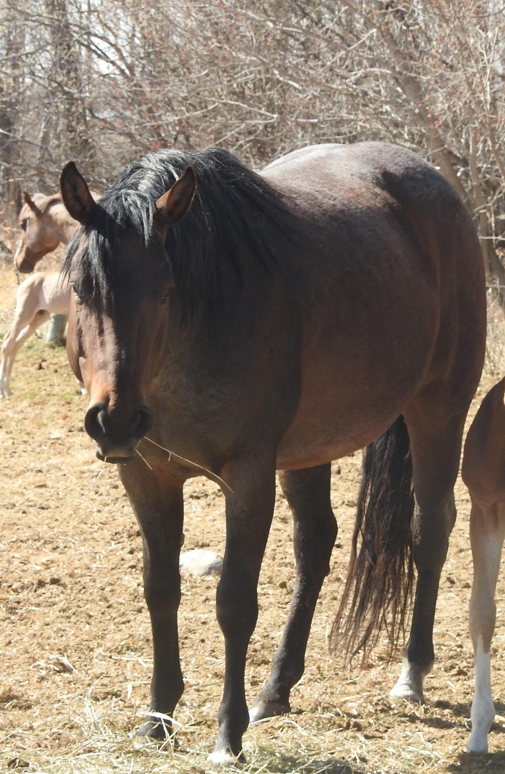 Mares – Page 2 – D5qhorses